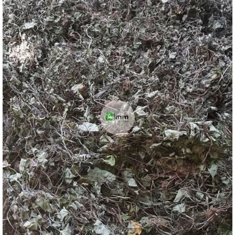 Jual DAUN PEGAGAN KERING SIMPLISIA DAUN PEGAGAN 100 GRAM Shopee