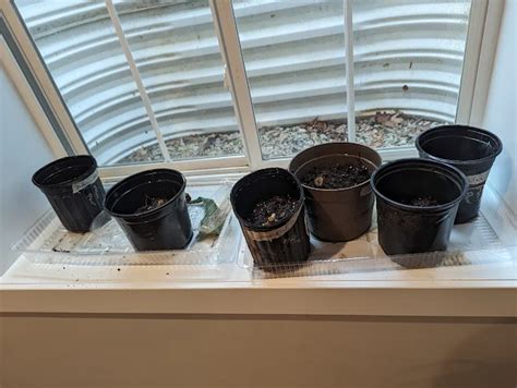 Potting Up Melina Fleur Dahlia Tubers May 2024