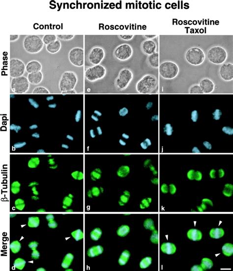 Taxol Treatment Reverses The Effect Of Roscovitine On The Kinetics Of