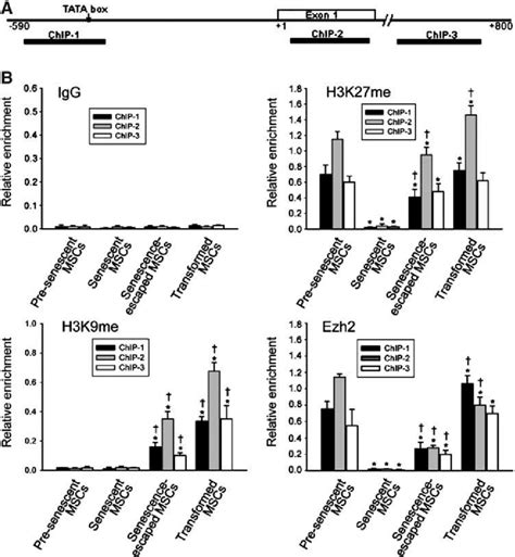 Chromatin Immunoprecipitation Chip Assays For P16 Ink4a Download