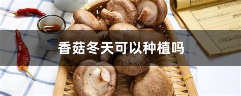香菇冬天可以种植吗 如意谷