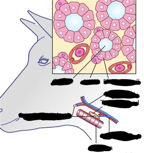 Diagram Of Thyroid Gland Diagram Quizlet