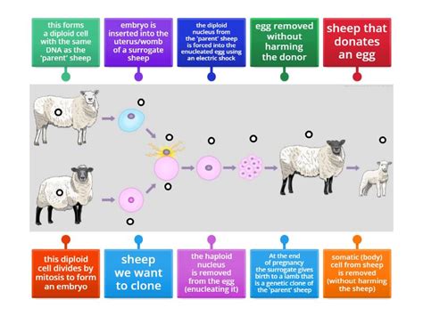 Adult Cell Cloning Labelled Diagram