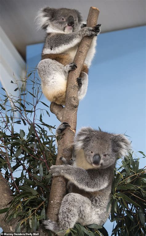Longleat Safari Park Koalas Swapped Down Under For The Stately Home And
