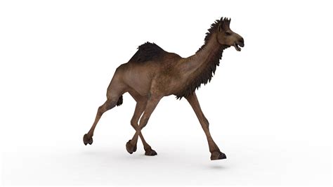 3d Camel Rigged And Animated Turbosquid 2348131