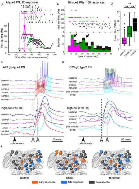 Early And Late Responses In Type2 Pns A Temporal Dynamics In
