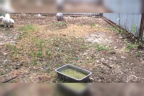 猫头鹰正在孵蛋遇上奇葩主人，非要捣乱，猫头鹰气到：你行你来孵猫头鹰主人奇葩