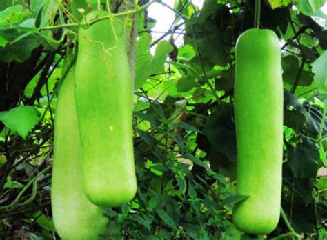 Long Bottle Gourd Nam Tao Yao Seeds Asian Vegetable Etsy
