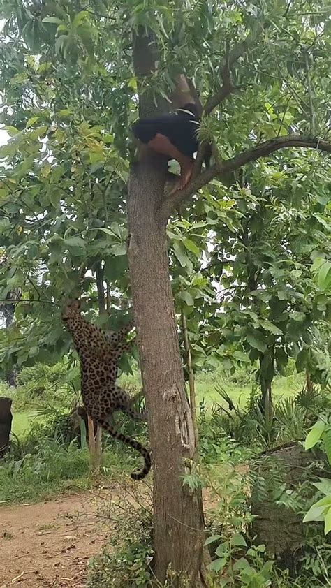 Open Leopard 🐆 Attack Catching Vfx Shorts Youtubeshorts Shortsviral