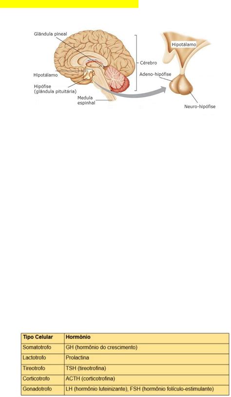 Resumo Capítulo guyton Fisiologia Hormonal