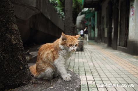 这6种猫，被弃养最多，没想到它也上榜了！ 知乎