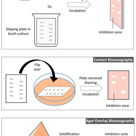 Pdf Methods For Screening And Evaluation Of Antimicrobial Activity A Review Of Protocols