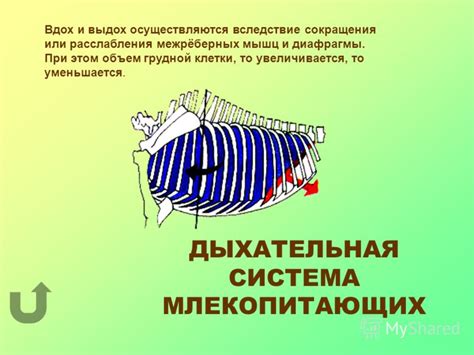 Презентация на тему ОСОБЕННОСТИ СТРОЕНИЯ ТИПА ХОРДОВЫЕ © Пынеев