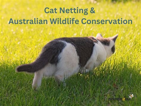Cat Netting And Australian Wildlife Conservation