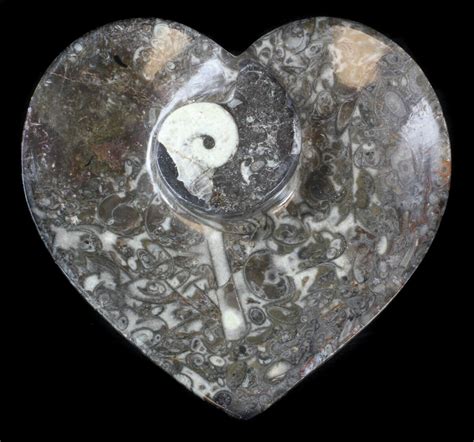 6 Heart Shaped Fossil Goniatite Dish For Sale 36293