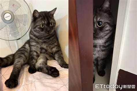 愛貓「突然消失」媽著急把全家翻遍 洗衣機撞見熟睡身影傻眼 Ettoday寵物雲 Ettoday新聞雲