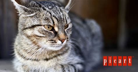 Todo Lo Que Necesitas Saber Sobre La Raza De Gato Común Europeo