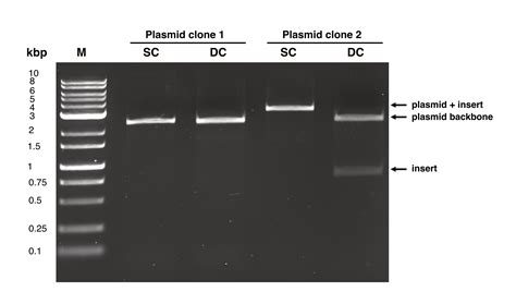 Use Of In Vivo Assembly For High Efficiency Plasmid Construction