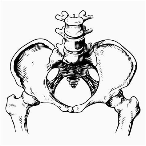 Premium Vector Human Male Pelvis Bone
