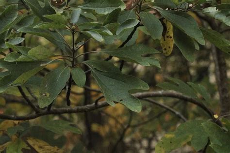 Sassafras Brandywine Native Garden Hub
