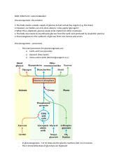 BIOC 3560 Final Exam Notes Docx BIOC 3560 Part C Carb Metabolism