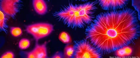 Fluorescent Image Depicting Vibrant Oligodendrocytes Under A Microscope