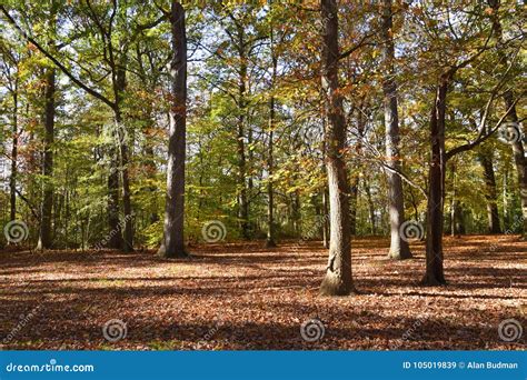 View Of Clearing In The Forest Stock Image Image Of Park Plants