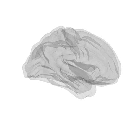 Cortex Subcortex Cerebellum And Brainstem Surface Rendering