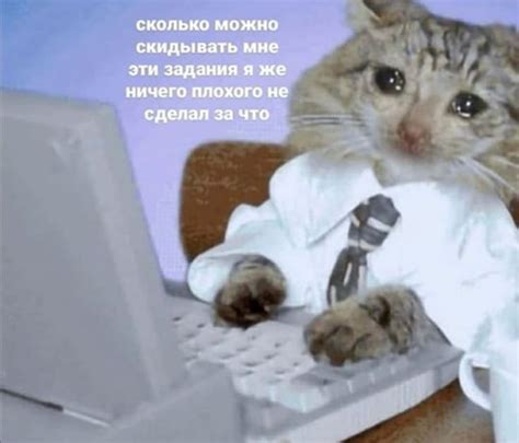кот бухгалтер Cute Love Memes Cute Memes Work Memes