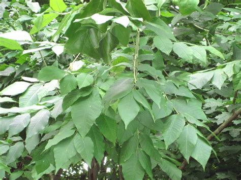 American Ash Fraxinus Americana Garden Center Point