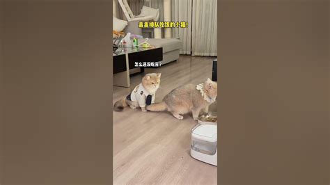 薄荷猫猫甜不甜】有的小猫真的很有礼貌 懂事儿的让人心疼薄荷猫猫 治愈系猫咪 Youtube