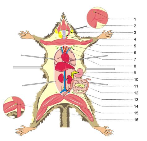 Schematic Diagram Of Lymph Nodes In The Tree Shrew 1 Subscapular