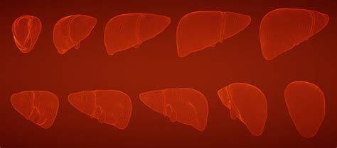 인간의 간 3d 벡터 건강과 의학 3차원 형태에 대한 스톡 벡터 아트 및 기타 이미지 3차원 형태 각도 간염 Istock