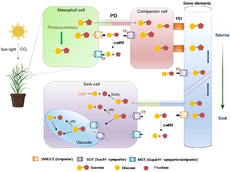 Cells Free Full Text Emerging Roles Of Sweet Sugar Transporters In