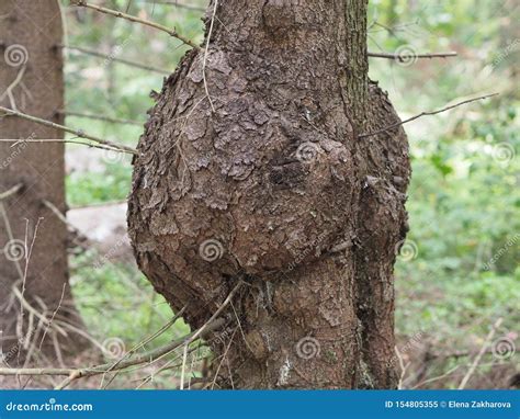 Unusual Tree Trunk With Surges Stock Image Image Of Extraordinary