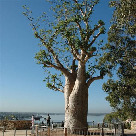 Baobab The Diggers Club