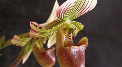 Орхідея Венерин черевичок опис з фото догляд в домашніх умовах Корисні поради на кожен день