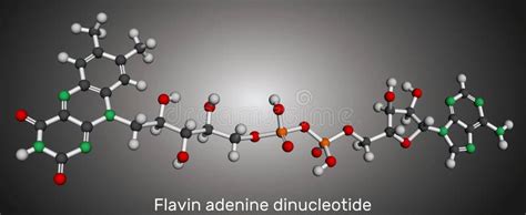 Flavin Adenine Dinucleotide Fad Molecule Molecular Model 3d