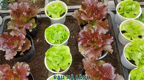 Các Loại Rau Trồng Ngắn Ngày đơn Giản Rau Lớn Nhanh Như Thổi