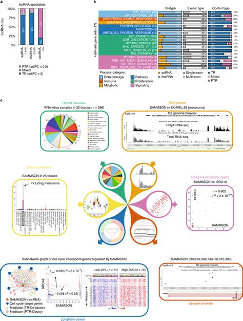 Interpretation Of Lncrna Function A Longhorn Identified Lncrnas That
