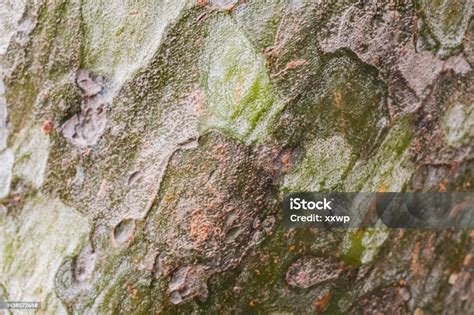 Photo Libre De Droit De La Texture De Lécorce Le Tronc Et La Peau Dun