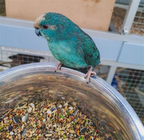 Kakariki Parrot Blue At Patrick Lakes Blog