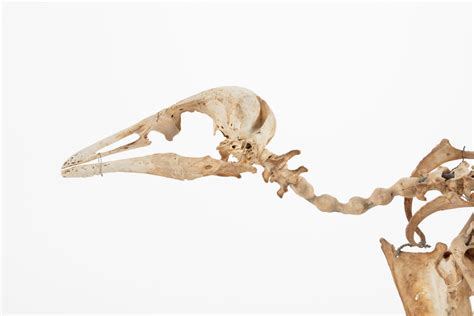 The Giant Fossil Penguins Of Prehistoric Antarctica World Penguin Day