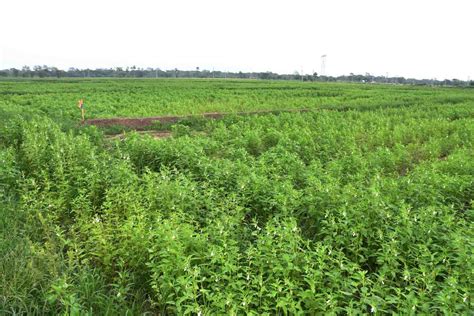 တပ်ကုန်းမြို့နယ်၌ စားသုံးဆီဖူလုံရေး နှမ်း ၁၉၃၉၂ ဧက လျာထားစိုက်ပျိုး