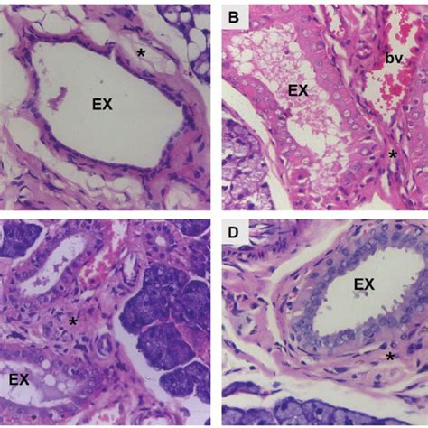 A Photomicrograph Of Rat Submandibular Salivary Gland Showing Excretory