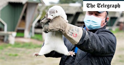 Coronavirus In Mink Everything We Know About The Outbreak In Denmark