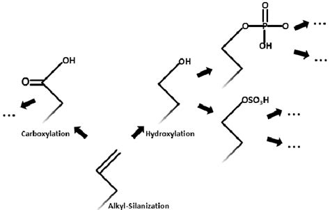 A Selection Of Secondary Functionalization Following The Alkylsilane Download Scientific