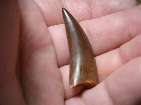 Dromaeosaurus Raptor Dinosaur Tooth 102022e The Stones And Bones