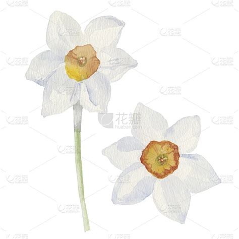 春天的花水仙孤立在白色的背景。向量水彩插图。素材 花瓣网