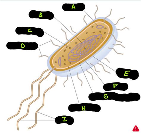 Pid Block 5 Bacteriology Flashcards Quizlet
